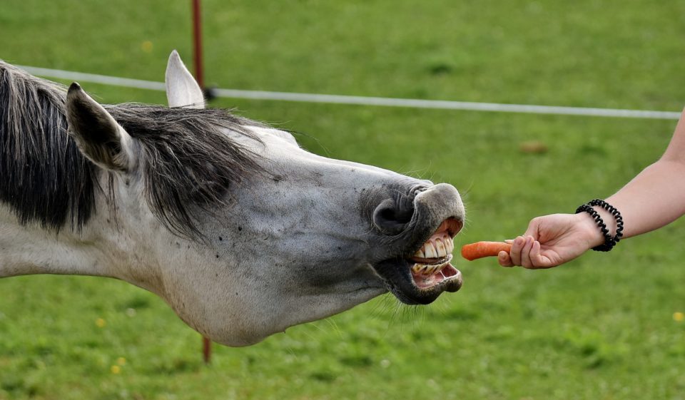Apaiser un cheval frustré au clicker training - De la truffe aux sabots
